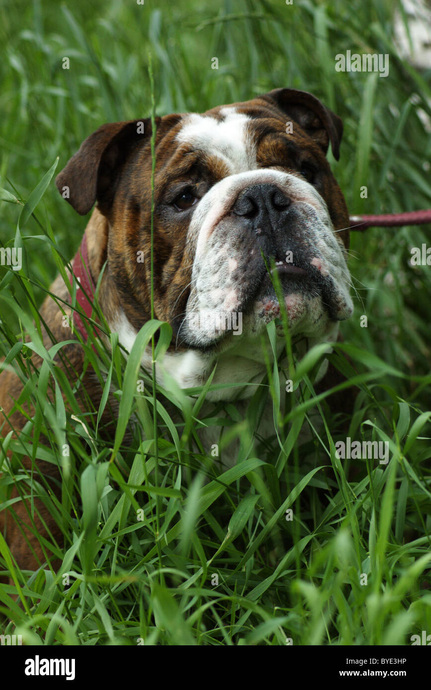 Bulldog breeding hi-res stock photography and images - Alamy