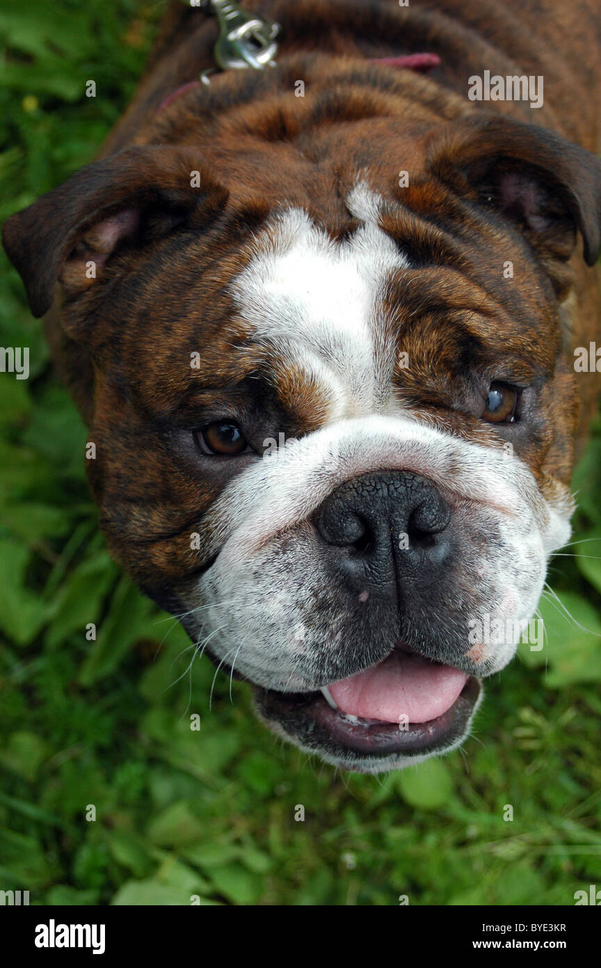 Bulldog breeding hi-res stock photography and images - Alamy