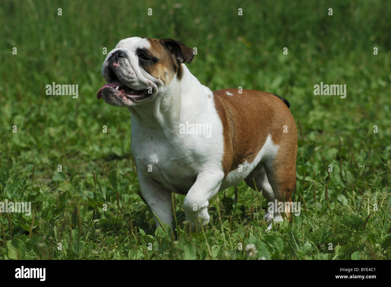 Bulldog breeding hi-res stock photography and images - Alamy
