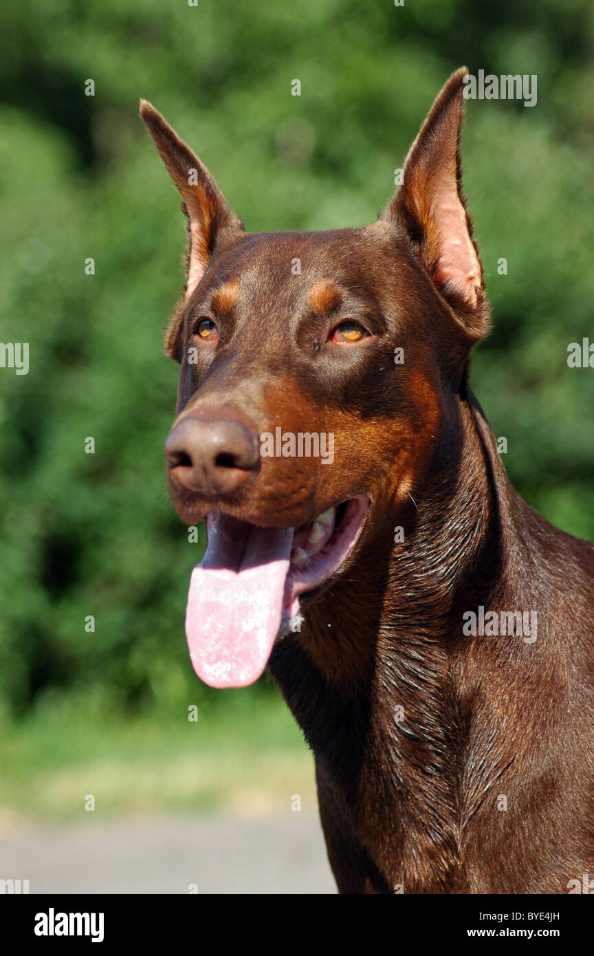 Dobermans hi-res stock photography and images - Alamy