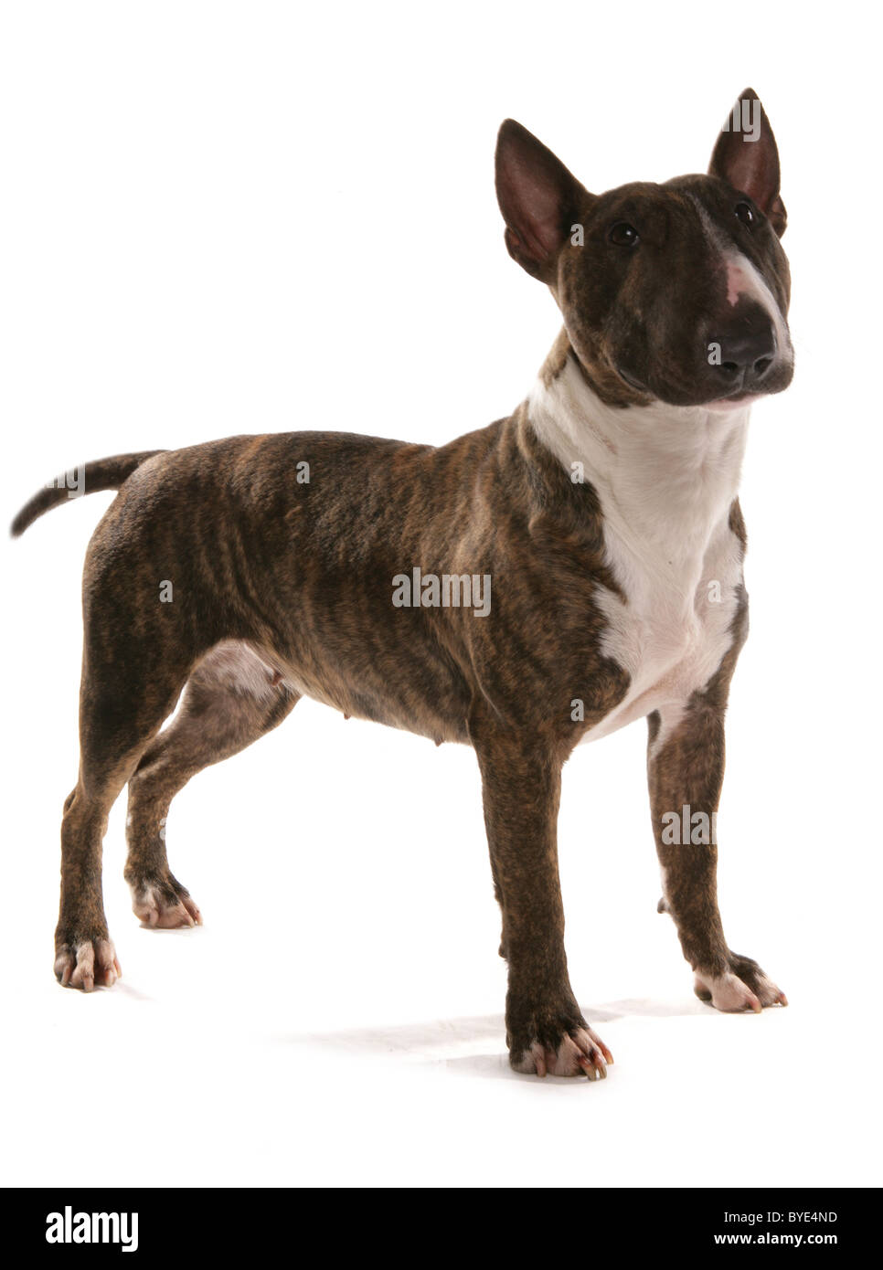 Miniature Bull terrier Standing Studio Stock Photo - Alamy
