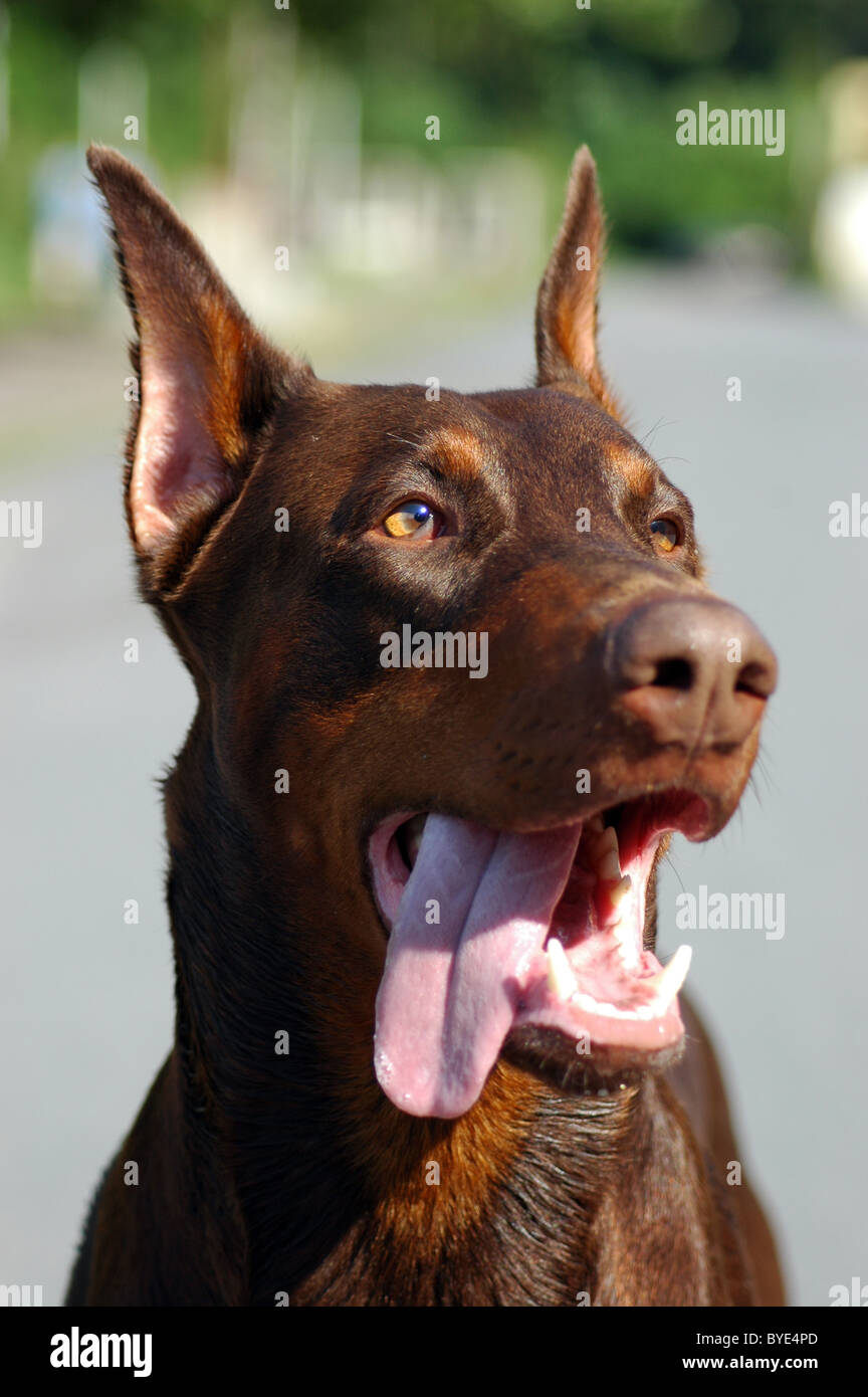 Doberman sun hi-res stock photography and images - Alamy
