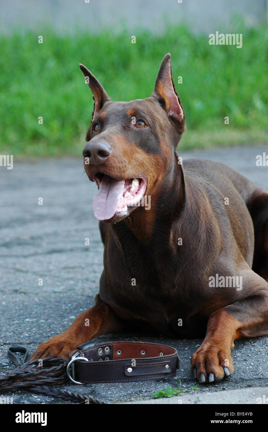 Breeds dogs doberman dog hi-res stock photography and images - Alamy