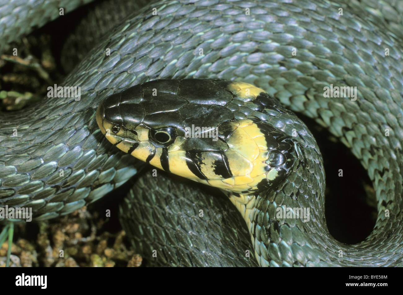 Grass snake (Natrix natrix Stock Photo - Alamy
