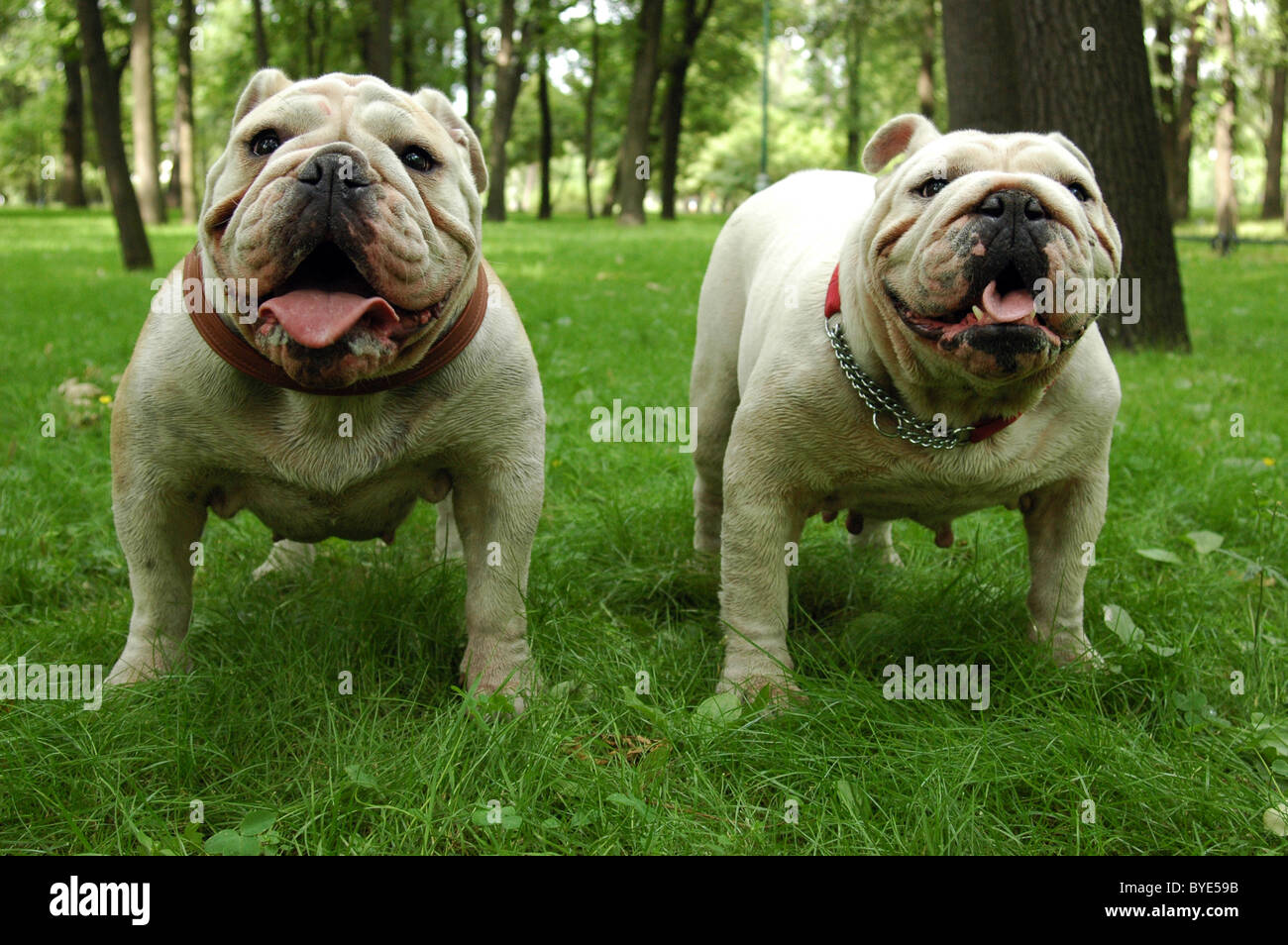 English bulldogs hi-res stock photography and images - Alamy