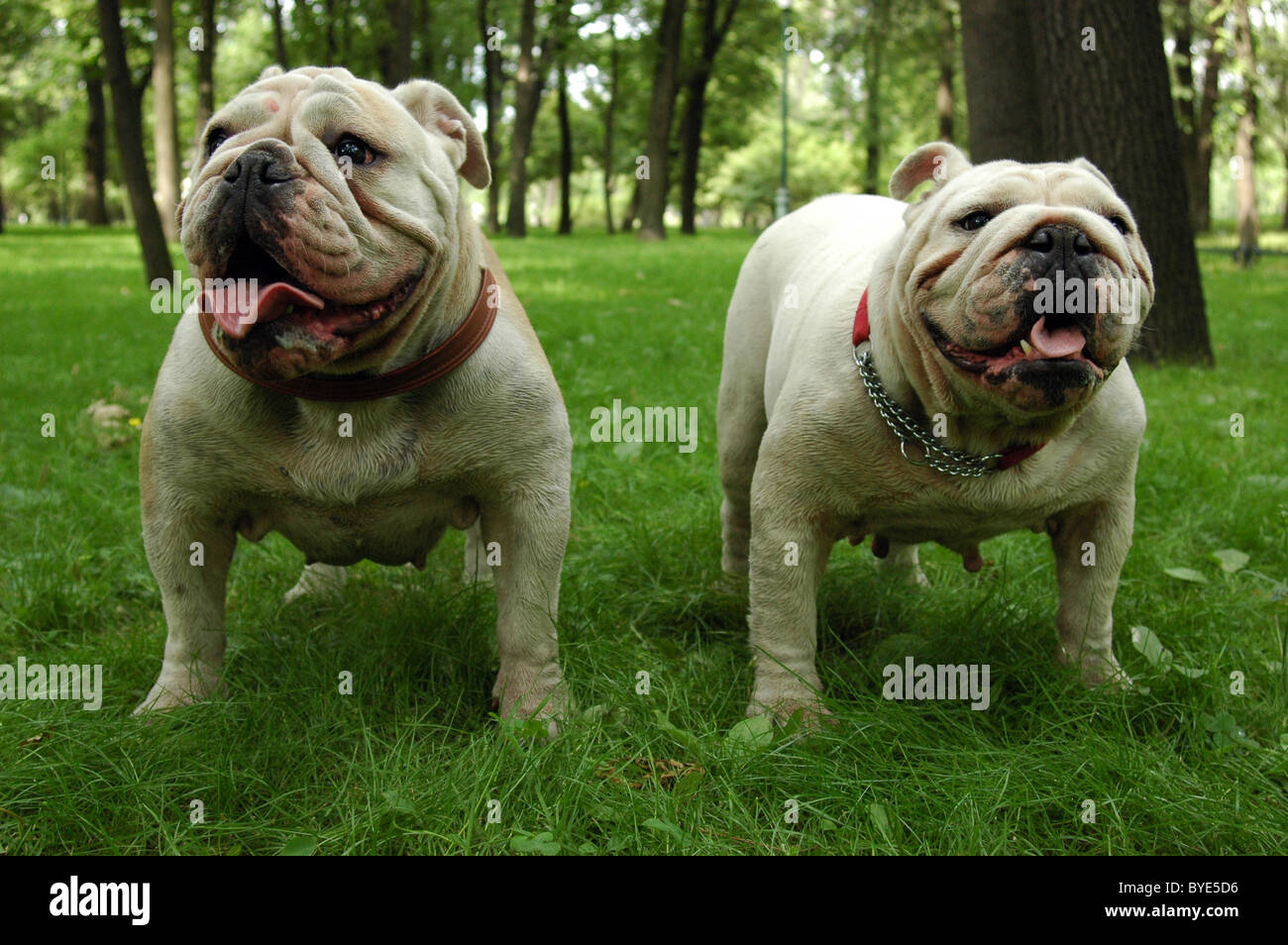 English bulldogs hi-res stock photography and images - Alamy