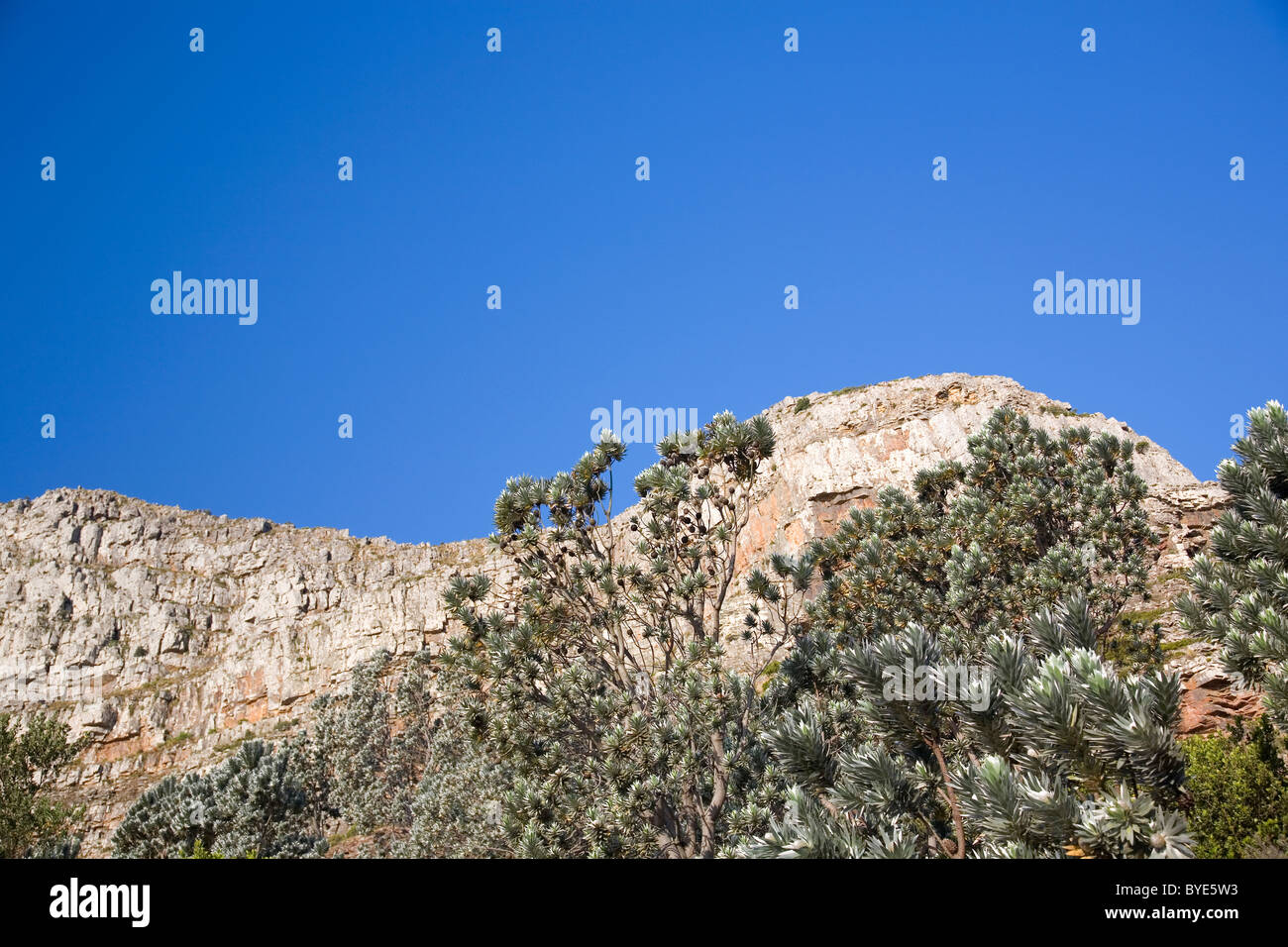 Silver Tree on Lions Head Stock Photo - Alamy