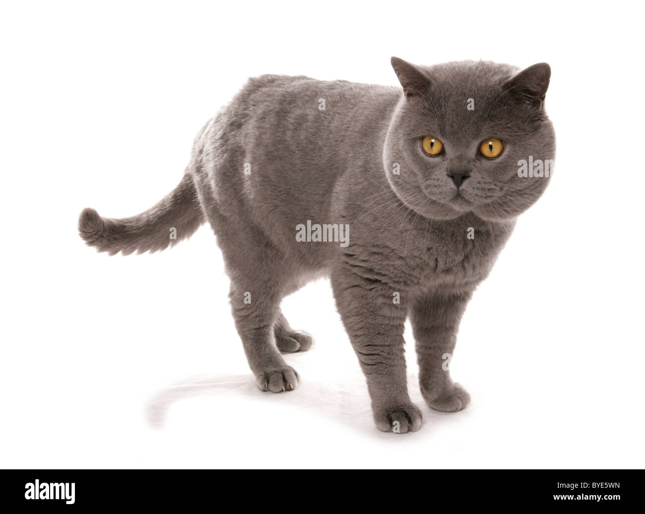 Blue British Shorthair Cat Standing Studio Stock Photo - Alamy