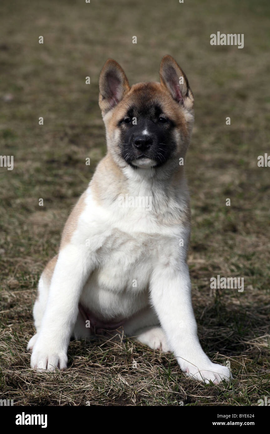 American Akita puppy Stock Photo - Alamy