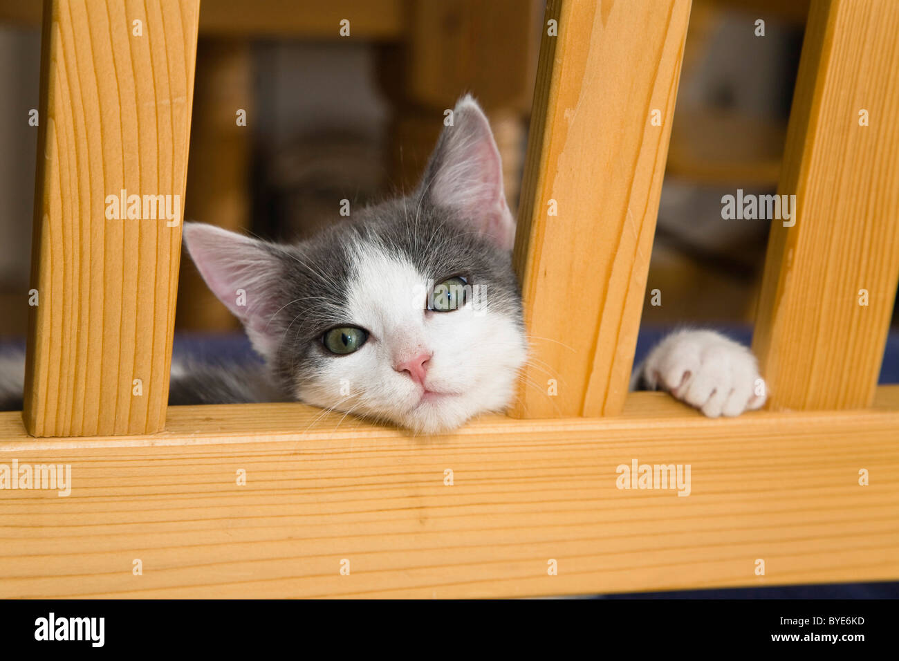 Dreaming animals hi-res stock photography and images - Alamy