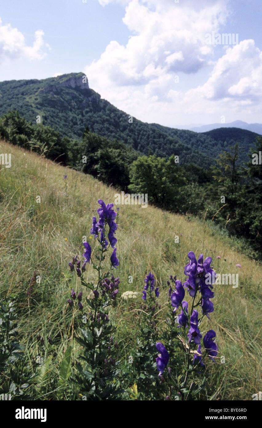 The blue Monkshood growing on the summit of mountain Klak in Mala Fatra ...