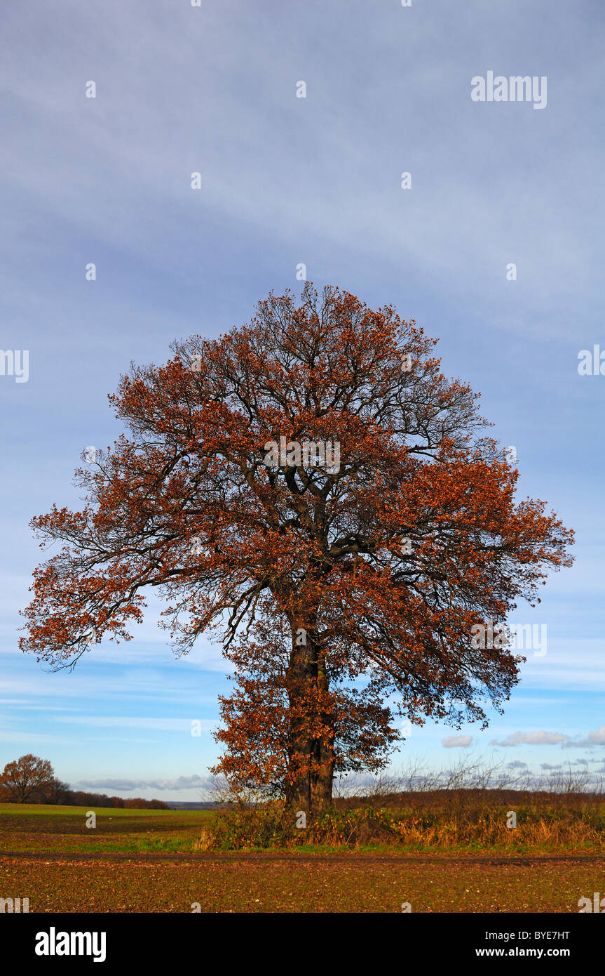 Large Oak tree (Quercus robur) in autumn, Othenstorf, Mecklenburg ...