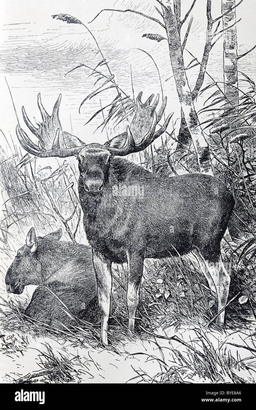 Moose or Elk (Cervus Alces), historical book illustration from the 19th ...