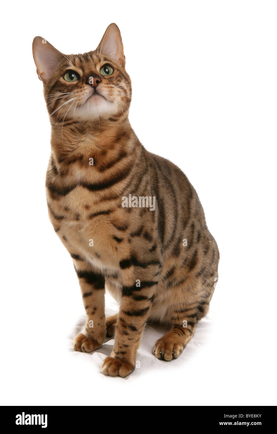 Rosetted Bengal Cat Sitting Portrait Studio Stock Photo - Alamy
