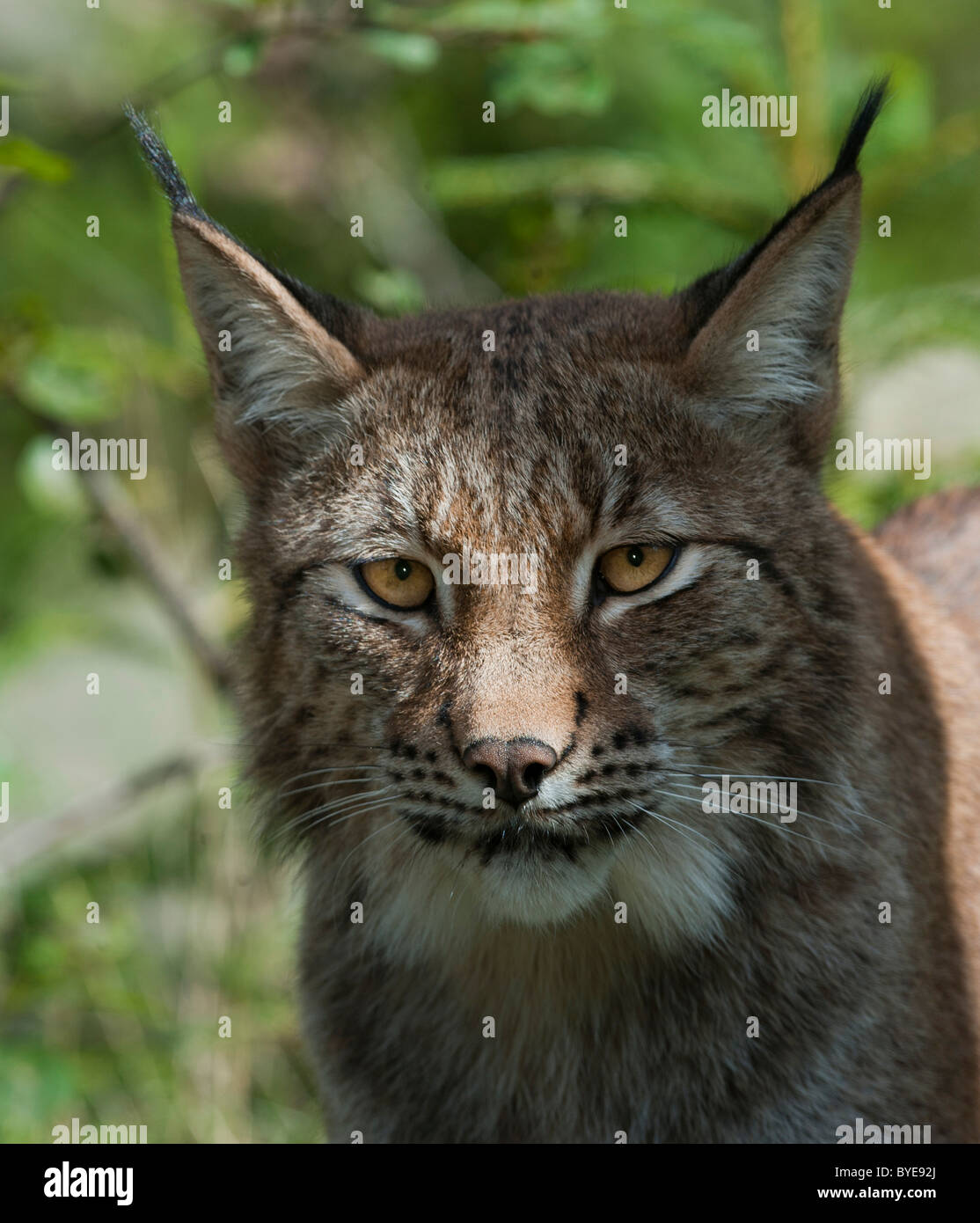 Scandinavian lynx hi-res stock photography and images - Alamy