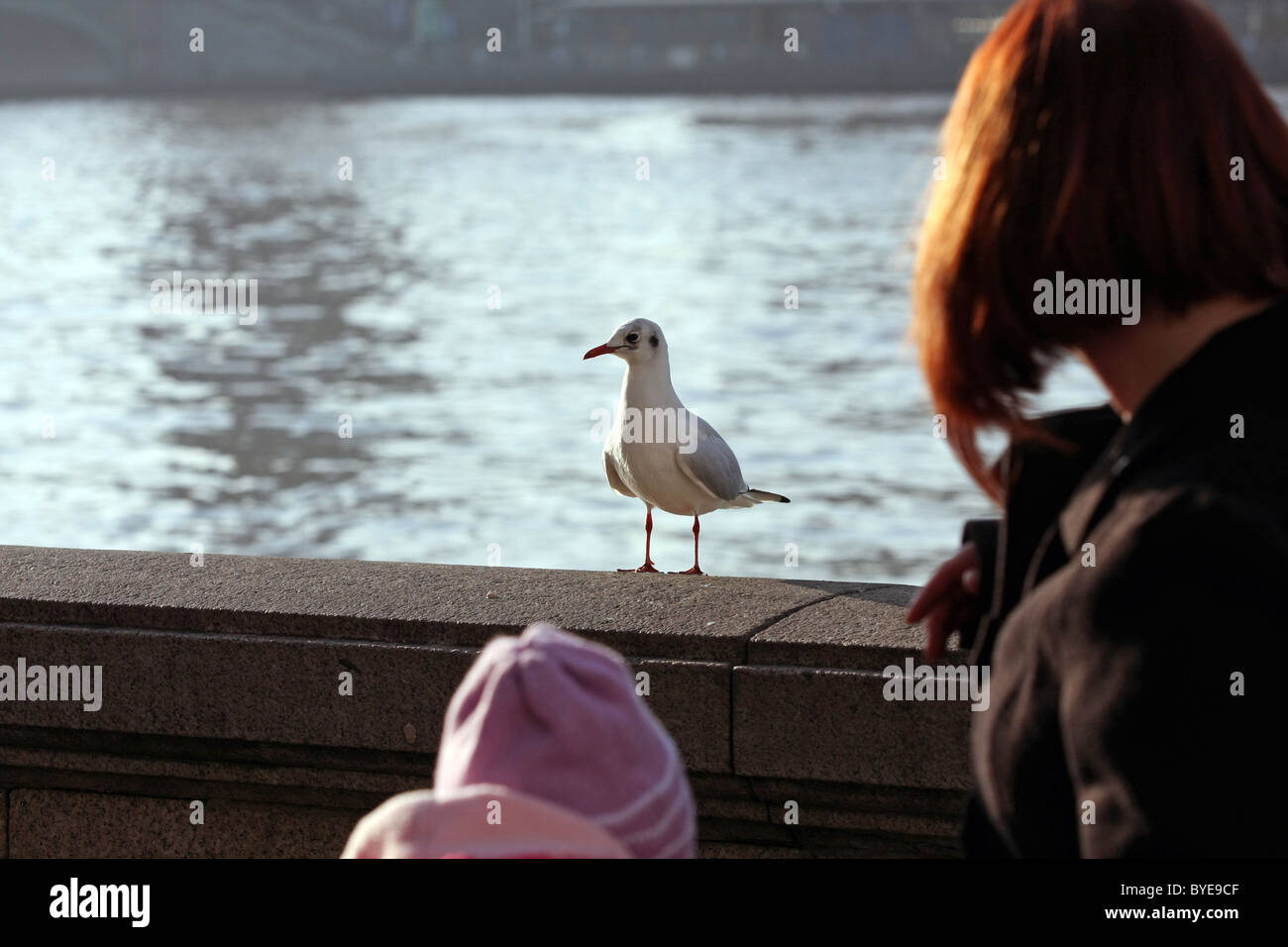 Girl and seagull hi-res stock photography and images - Alamy