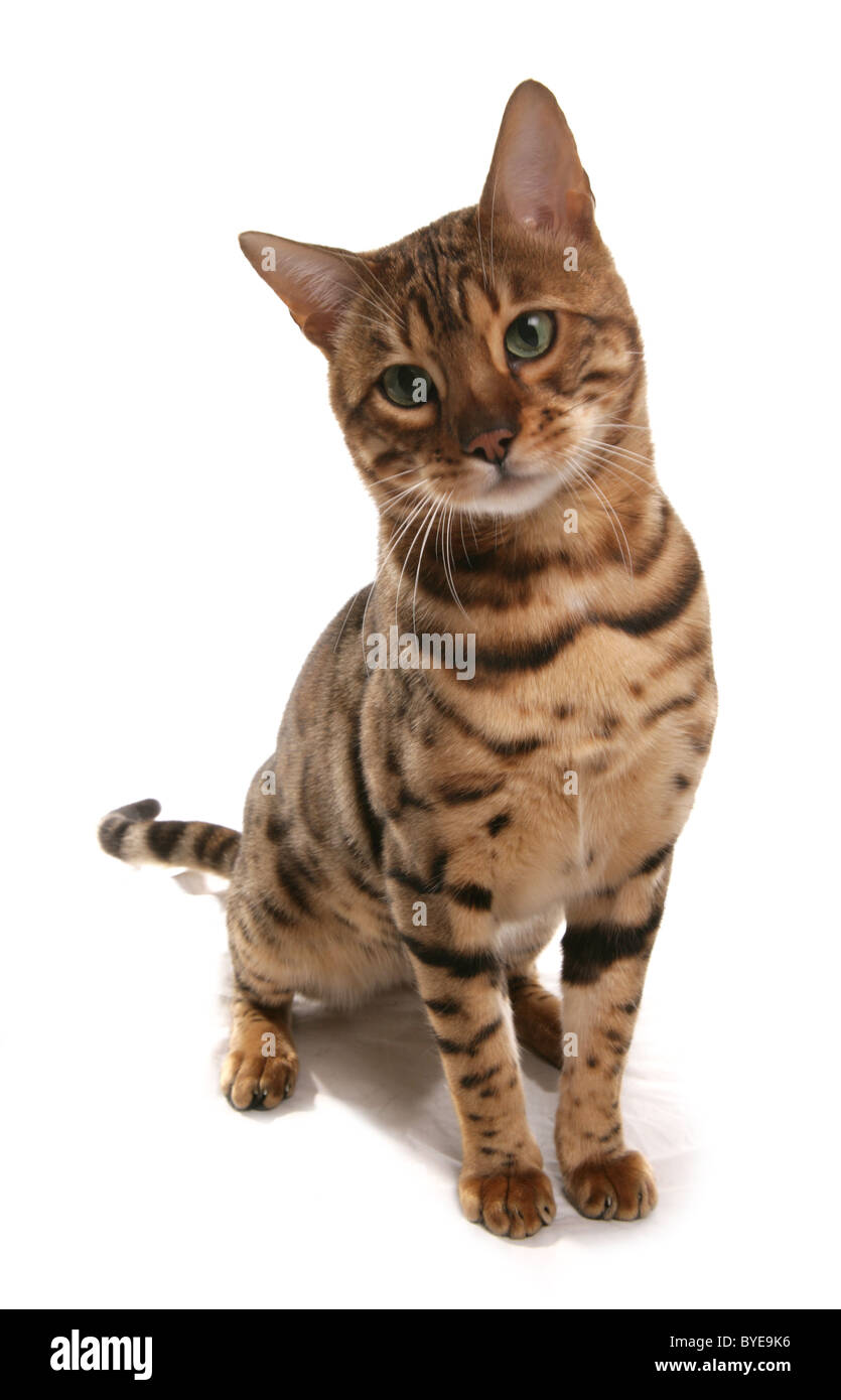 Rosetted Bengal Cat Sitting Portrait Studio Stock Photo - Alamy