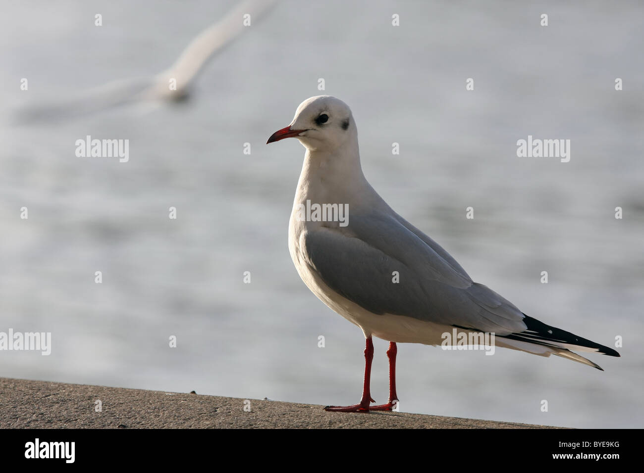 A sea gull standing on the wall of the Embankment to the River Thames ...