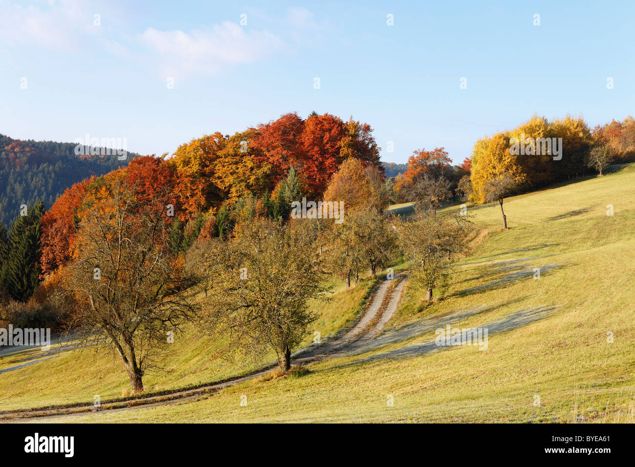 Cultivated landscape near Gossam, Jauerling nature park, Wachau valley ...