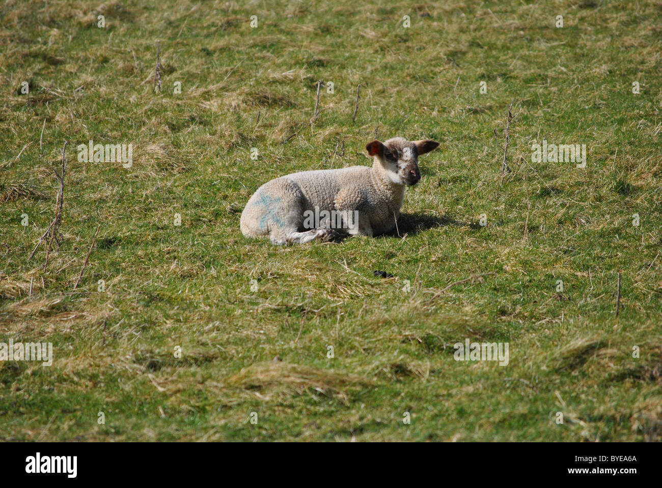 Lamb season hi-res stock photography and images - Alamy