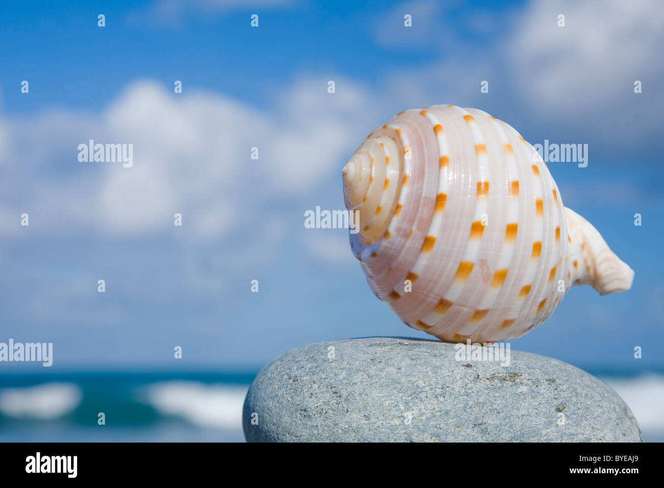 Seashell and pebble stack by the sea Stock Photo - Alamy