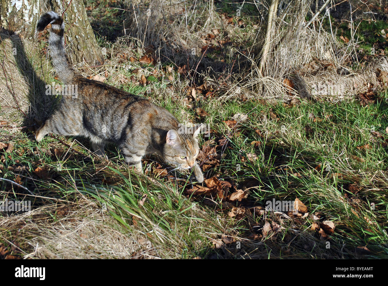 Tabby hunting hi-res stock photography and images - Alamy