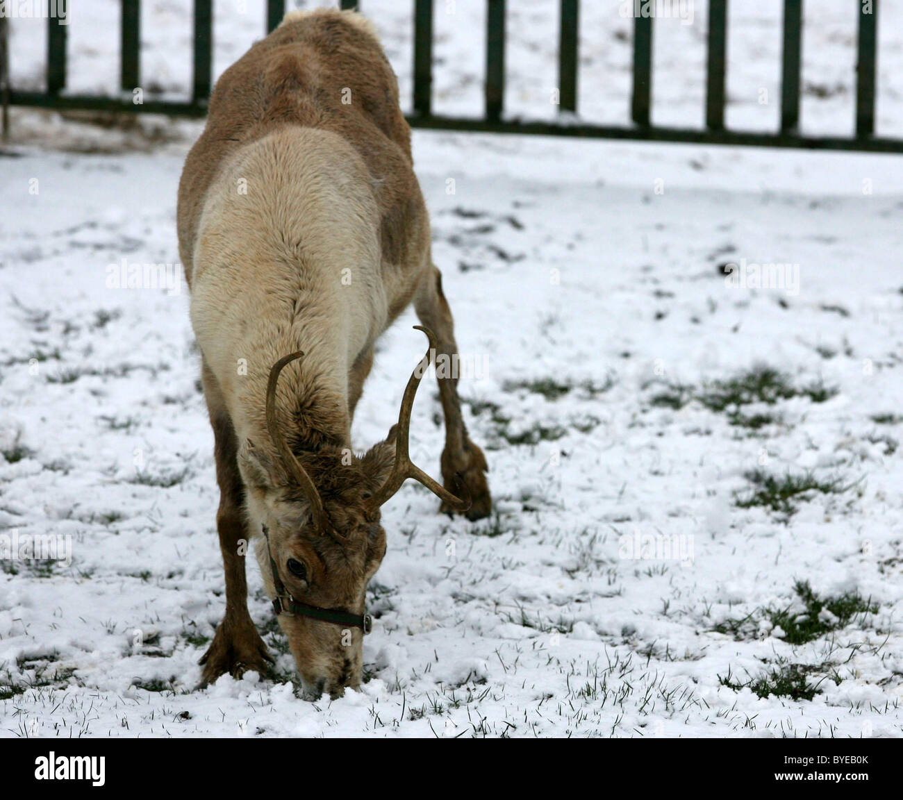 Animals getting a rare taste of Snow at Paradise Wildlife Park ...