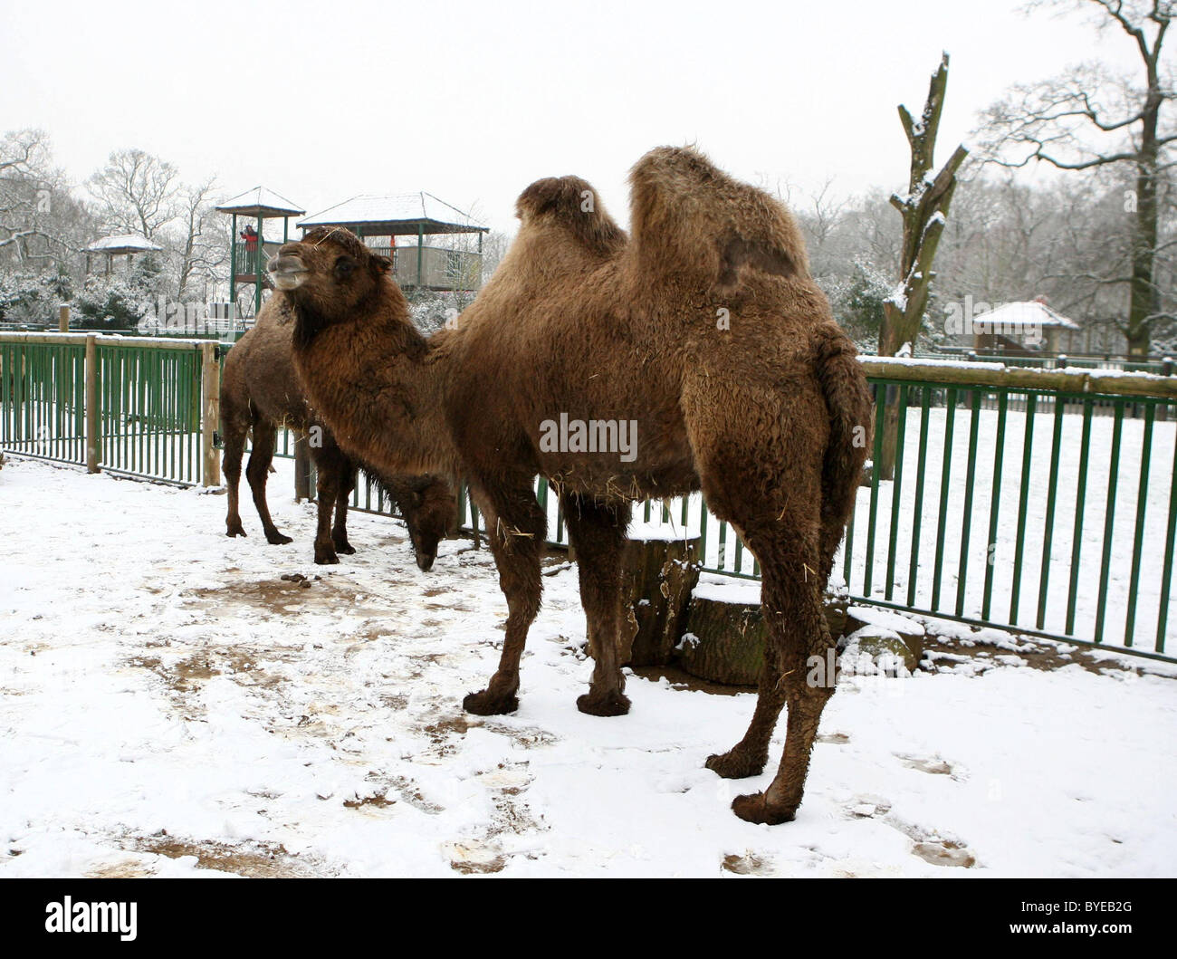 Animals getting a rare taste of Snow at Paradise Wildlife Park ...