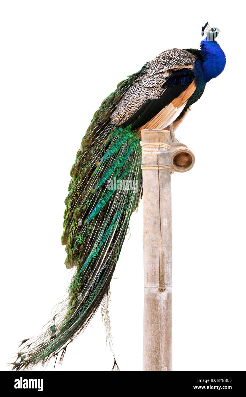 Male Indian Peafowl (Pavo cristatus) seen of profile on perch isolated ...