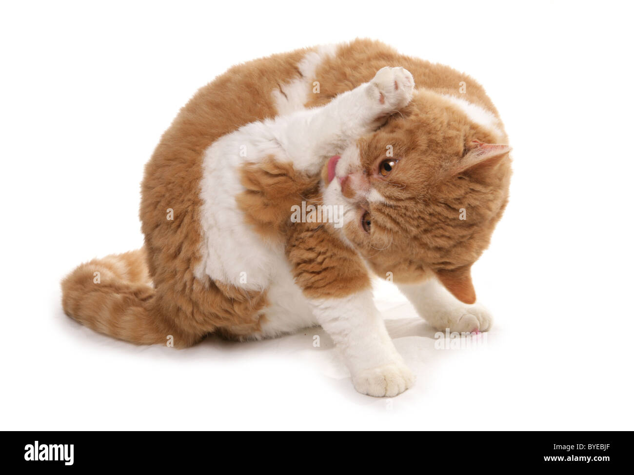 Selkirk rex cat hi-res stock photography and images - Alamy