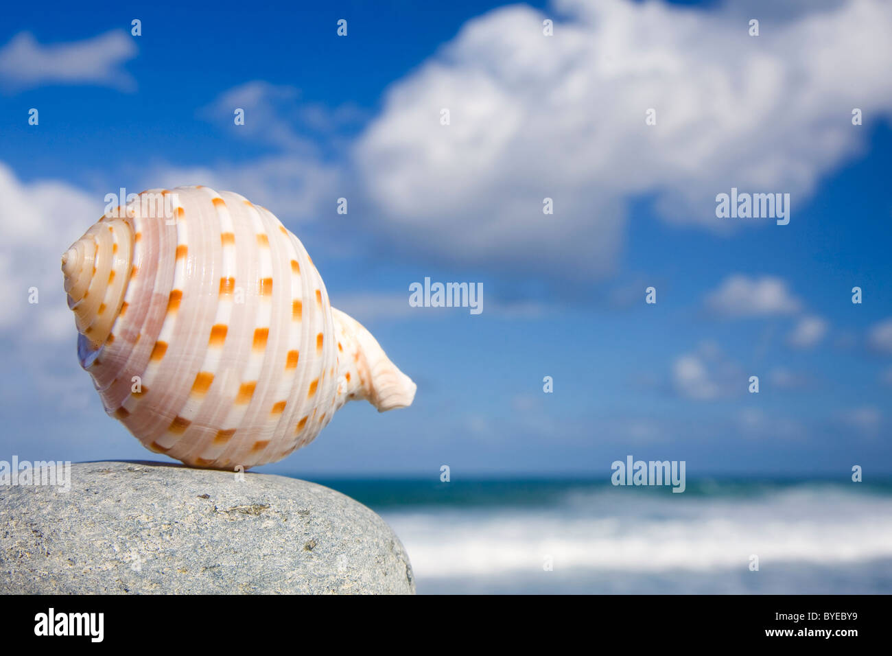 Pretty seashell on a lava pebble with a dramatic sky background Stock ...