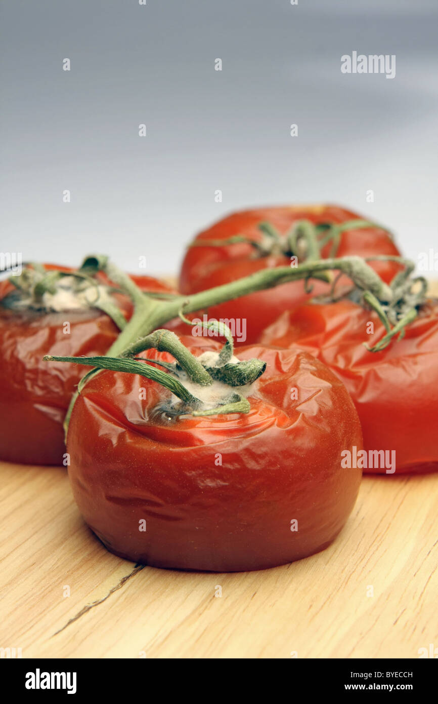 Four rotting tomatoes Stock Photo - Alamy