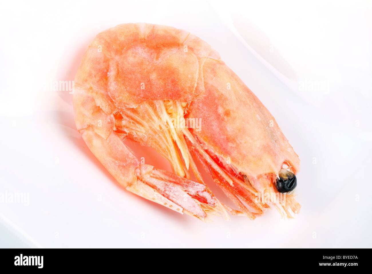macro of a cooked iced prawn, defrosting before being eaten Stock Photo ...