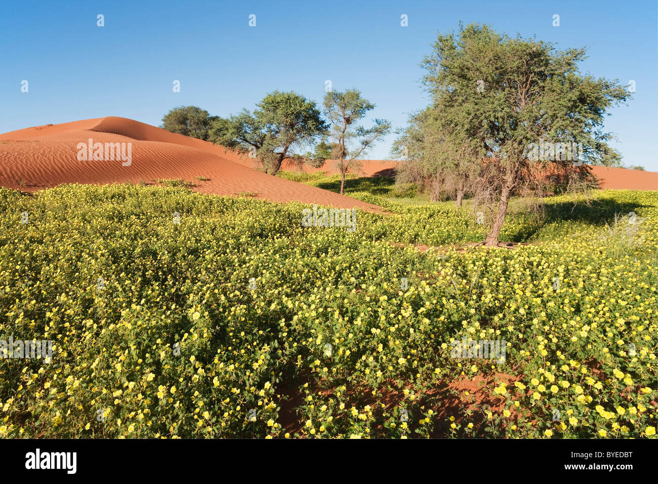 Carpets of Devils Thorn among sand dunes and camelthorn trees during ...