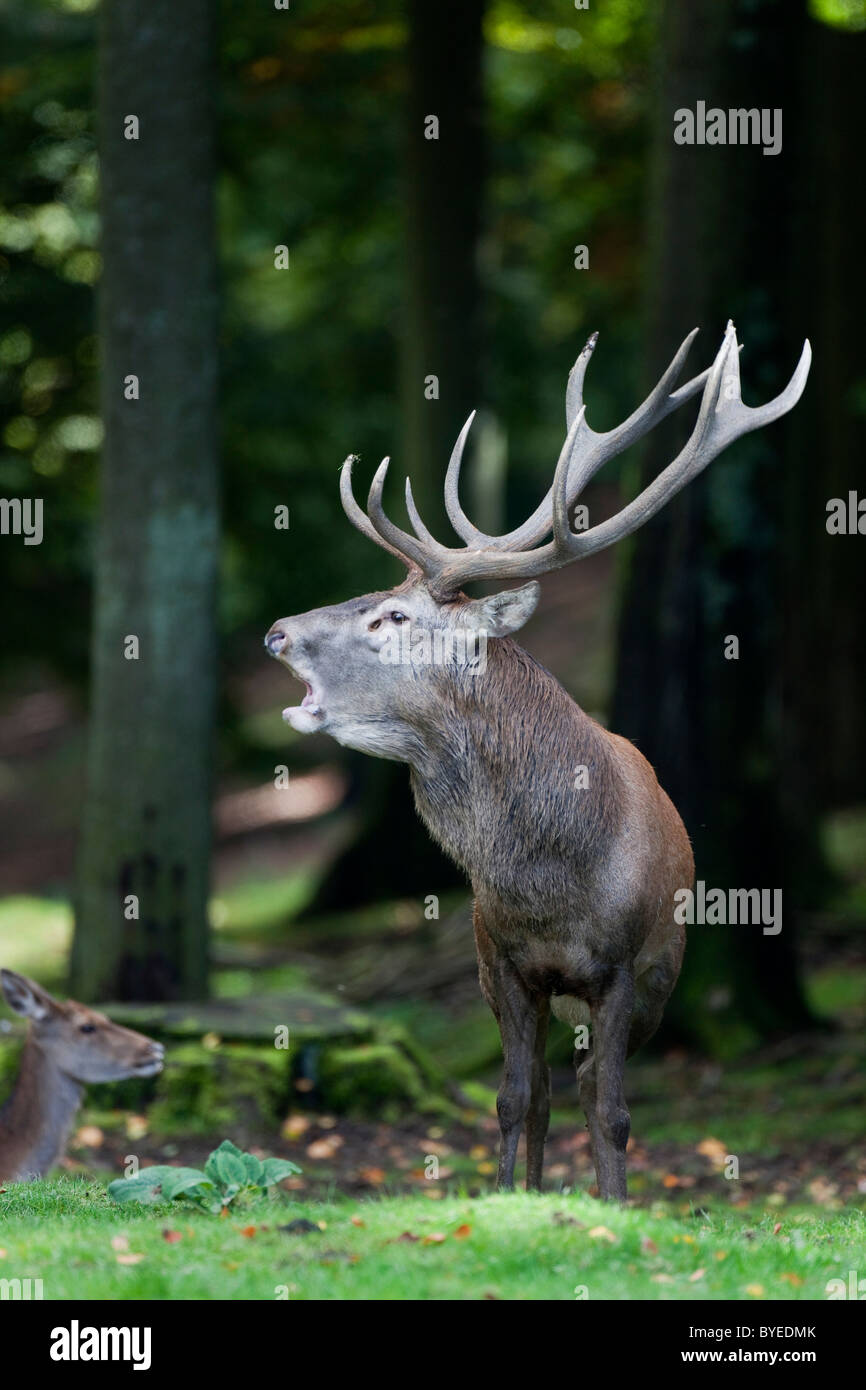 Bellowing full cry hi-res stock photography and images - Alamy