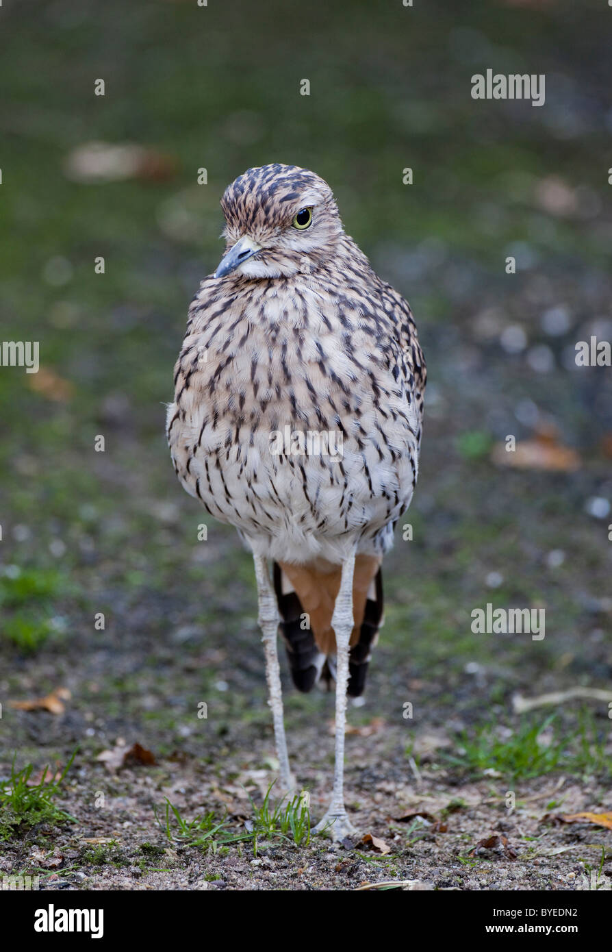 Spotted thick-knee (Burhinus capensis Stock Photo - Alamy