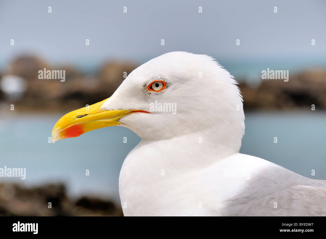 Yellow-legged Gull (Larus michahellis), portrait Stock Photo - Alamy