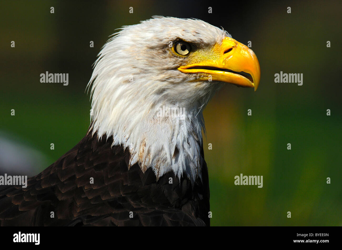 Close up bald eagle face hi-res stock photography and images - Alamy