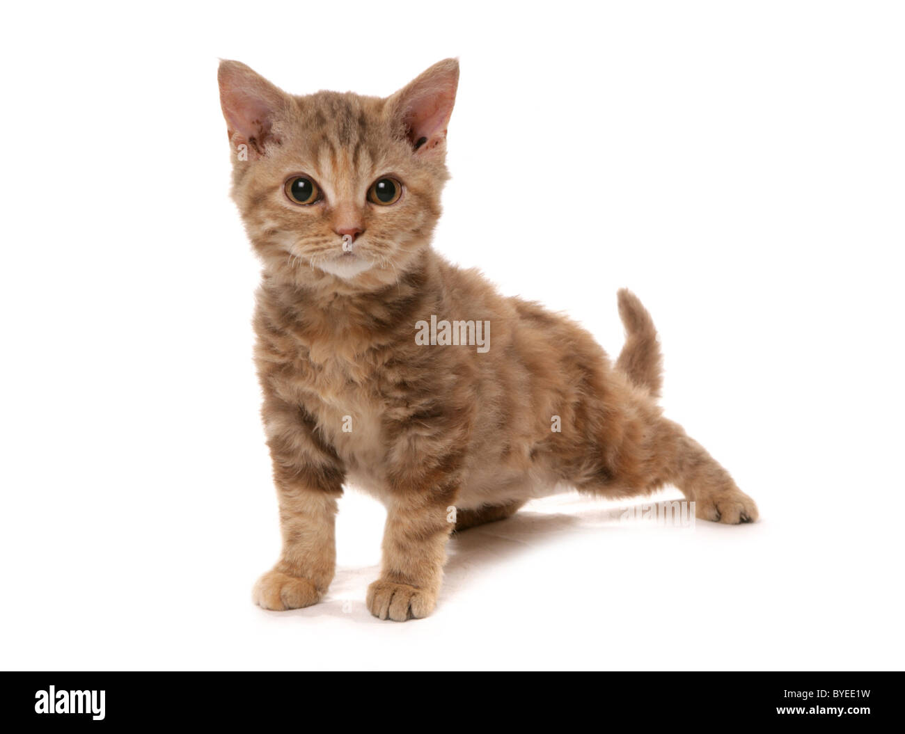 Selkirk rex chocolate tortie kitten hi-res stock photography and images ...