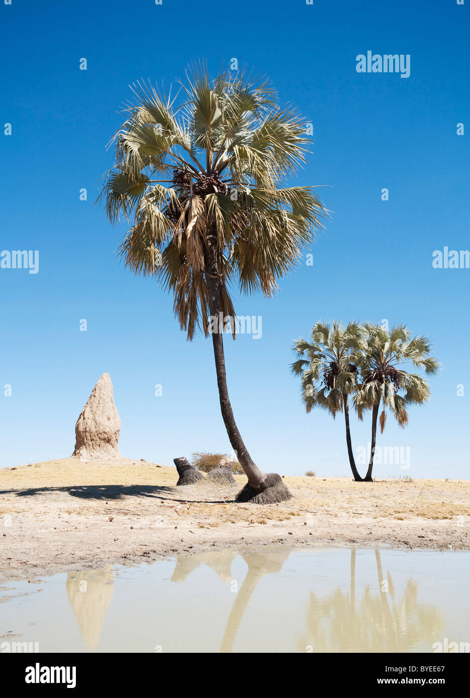 Makalani palm tree hi-res stock photography and images - Alamy