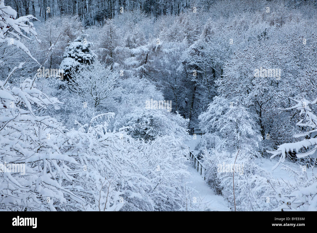 Snow hanging on trees Guisborough Forest in winter Stock Photo - Alamy
