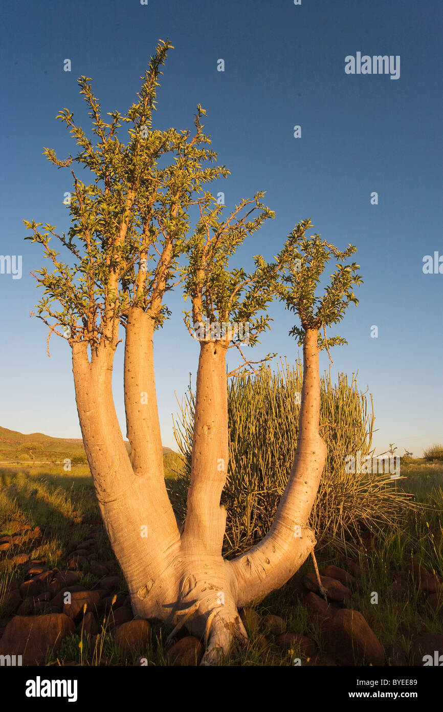 Pachypodium tree hi-res stock photography and images - Alamy