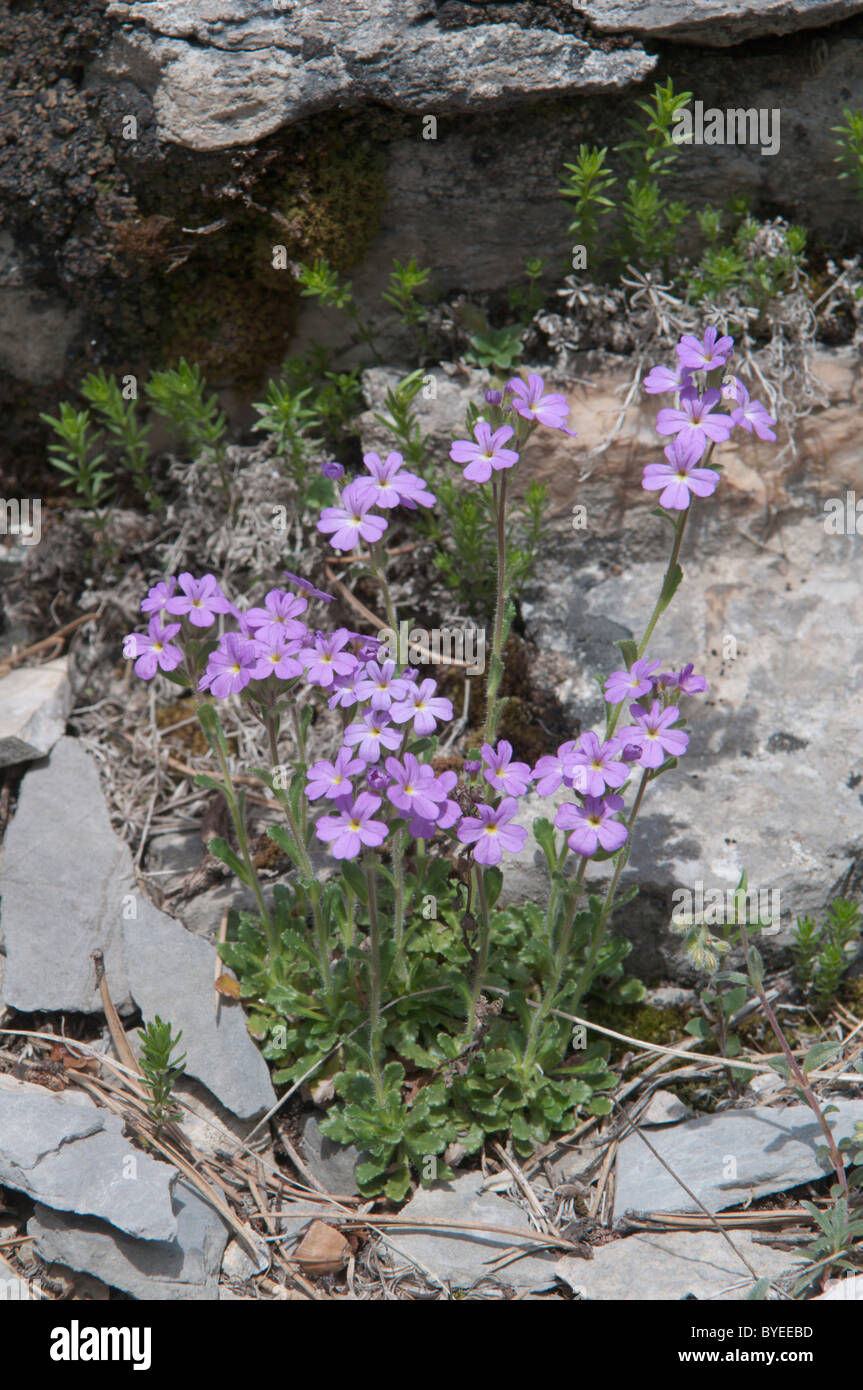 Erinus alpinus. Fairy foxglove. Cirque de Gavarnie, The Pryenees ...