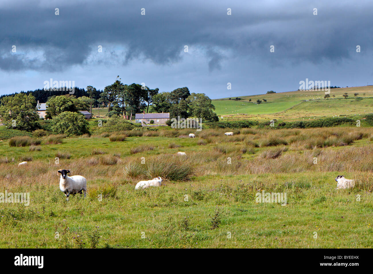 Cumbrian sheep hi-res stock photography and images - Alamy