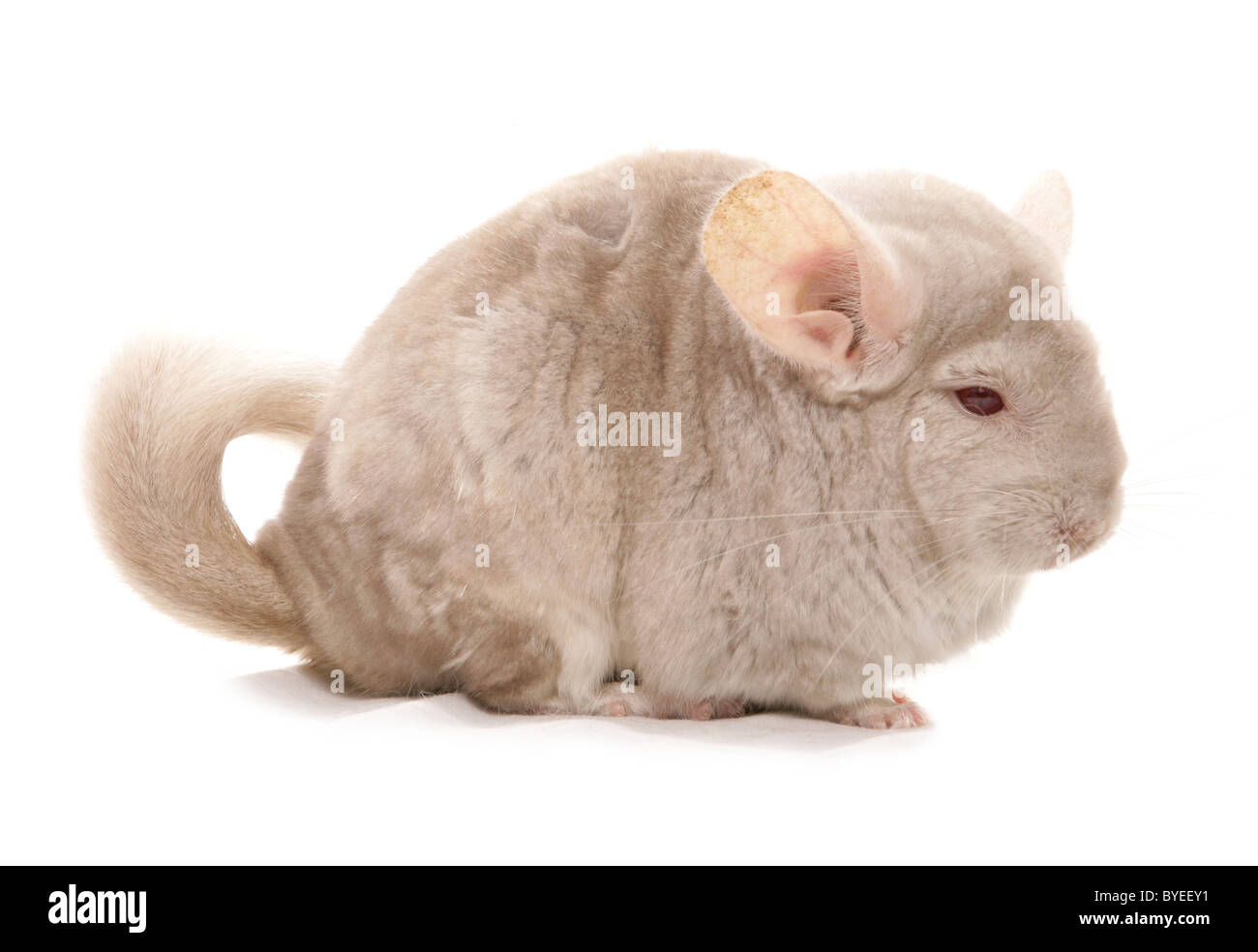 Albino Chinchilla Sitting Studio Stock Photo - Alamy
