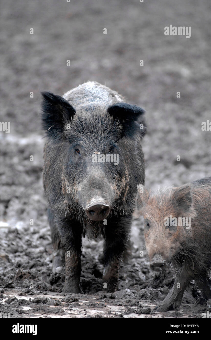 Boar caught hi-res stock photography and images - Alamy