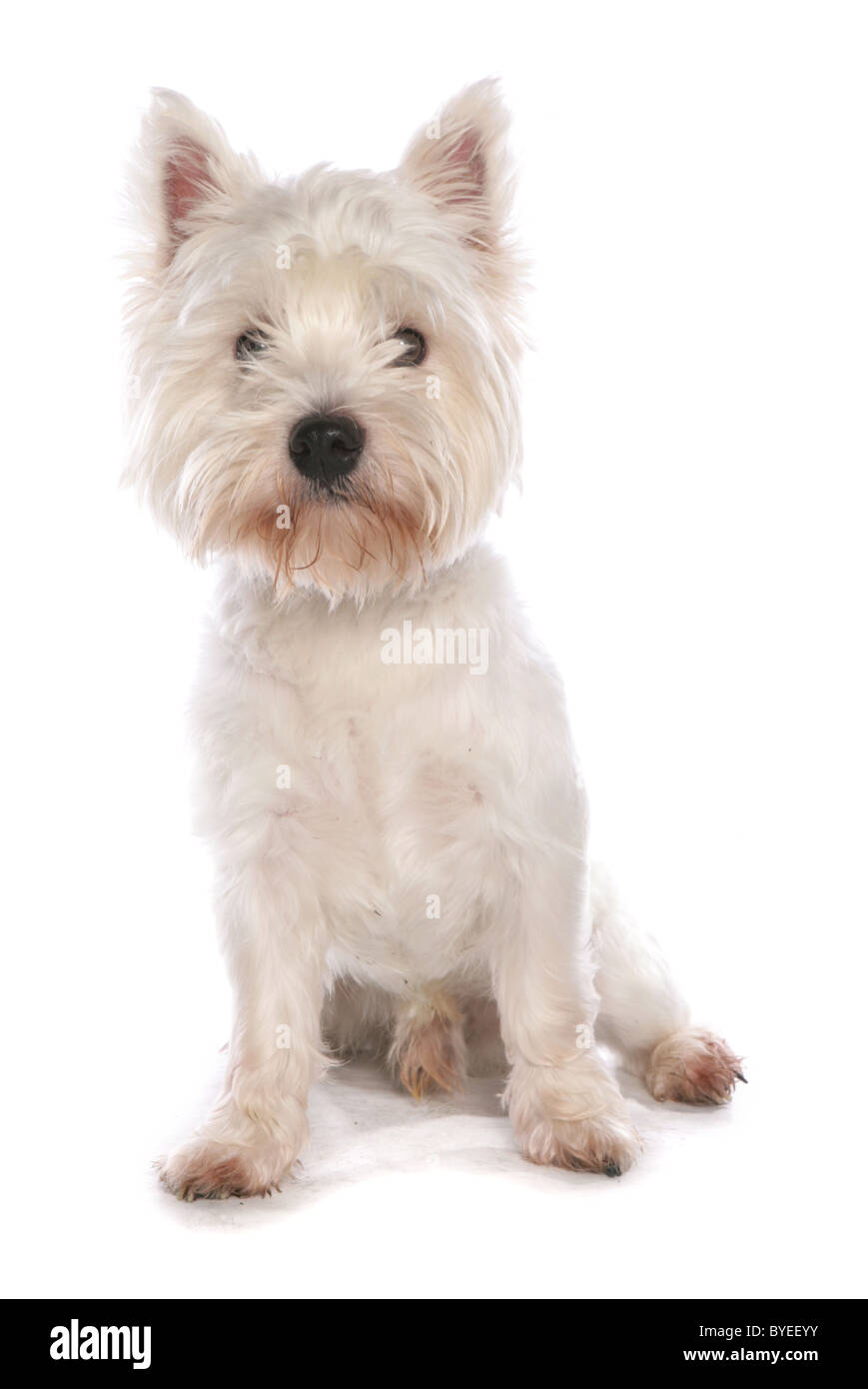 West highland terrier hi-res stock photography and images - Alamy