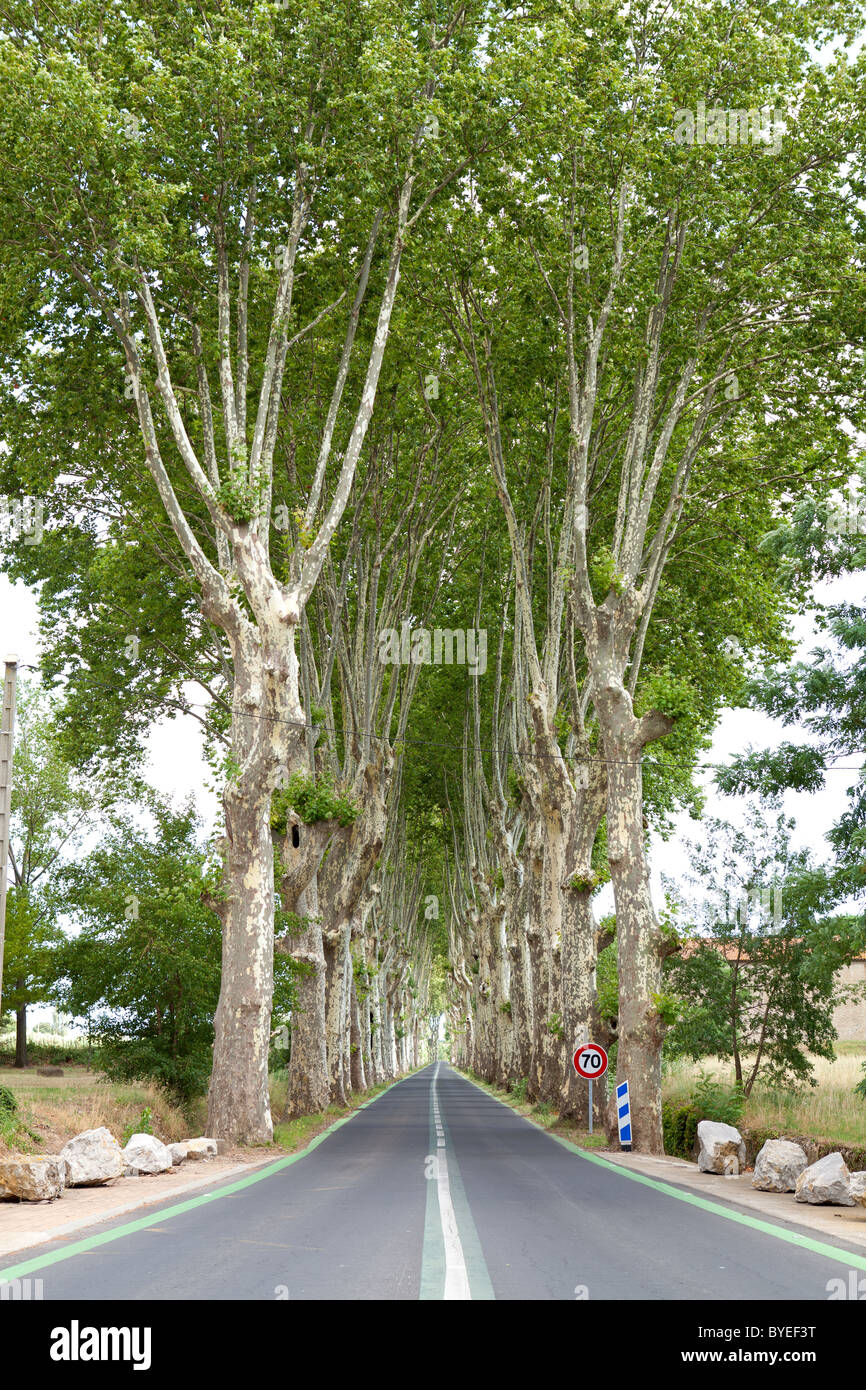 road with big trees along the side Stock Photo - Alamy