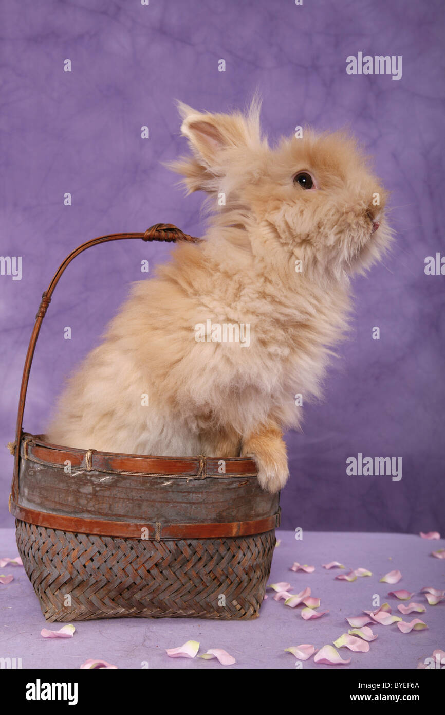 Teddy dwarf rabbits hi-res stock photography and images - Alamy