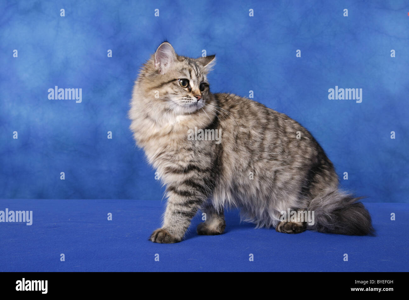 Highlander Cat High Resolution Stock Photography and Images - Alamy